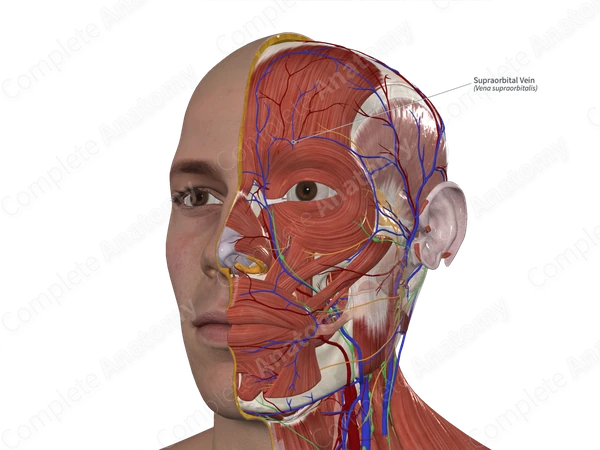 Supraorbital Vein | Complete Anatomy