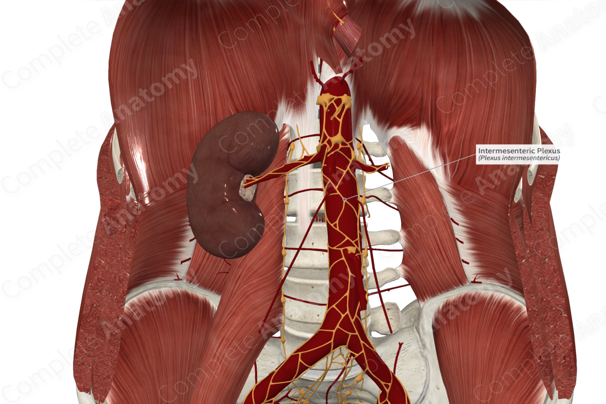 Intermesenteric Plexus | Complete Anatomy
