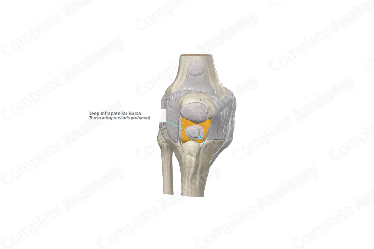 Deep Infrapatellar Bursa | Complete Anatomy