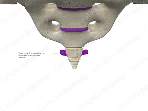 Transverse Process of Coccyx (Left) | Complete Anatomy