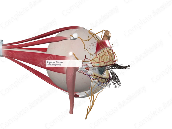 Superior Tarsus | Complete Anatomy