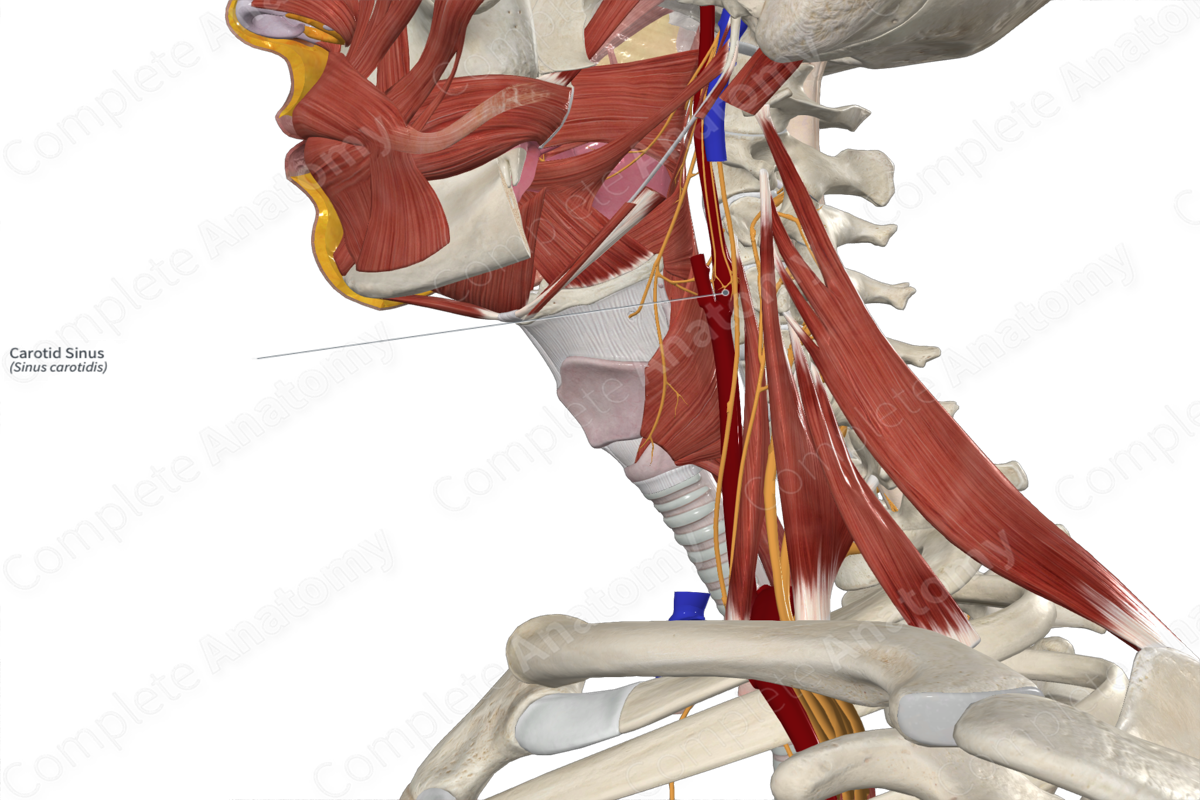 Carotid Sinus Complete Anatomy