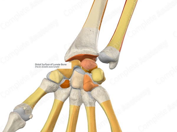 Distal Surface of Lunate Bone | Complete Anatomy