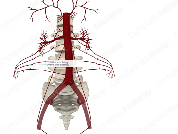 Third Lumbar Artery | Complete Anatomy