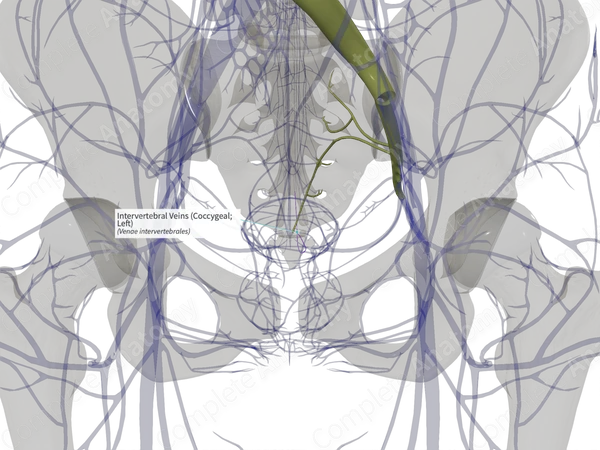 Intervertebral Veins (Coccygeal; Left) | Complete Anatomy