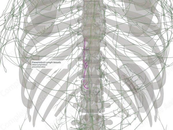 Prevertebral Lymph Vessels (Left) | Complete Anatomy