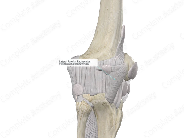 Lateral Patellar Retinaculum | Complete Anatomy