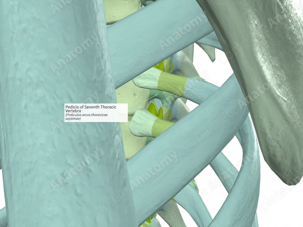 Pedicle of Seventh Thoracic Vertebra (Left) | Complete Anatomy