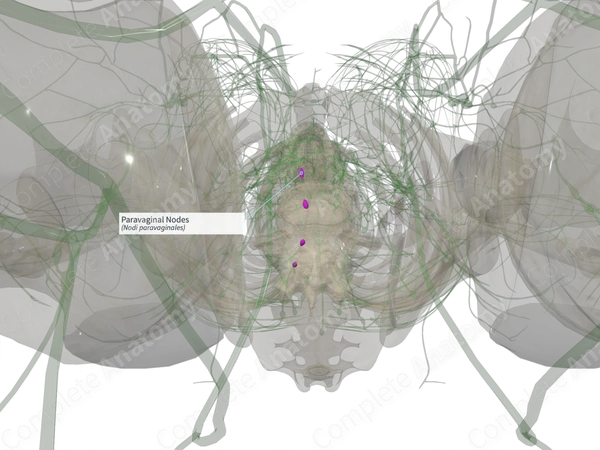Paravaginal Nodes (Left) | Complete Anatomy
