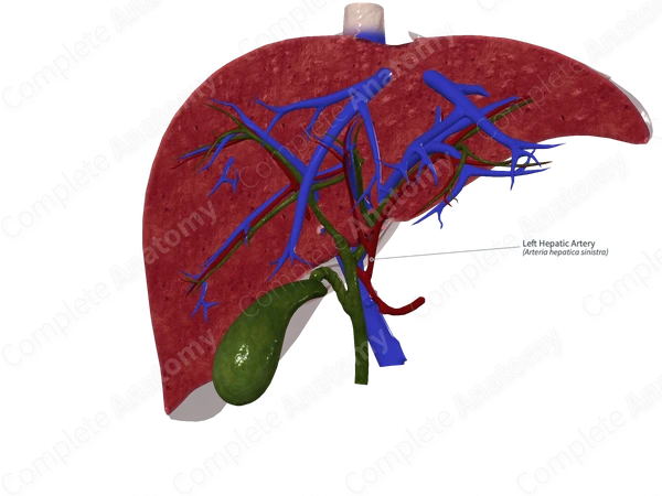 Left Hepatic Artery | Complete Anatomy