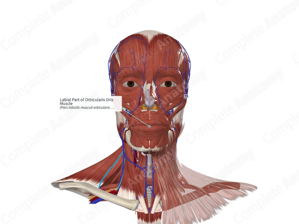 Labial Part of Orbicularis Oris Muscle | Complete Anatomy