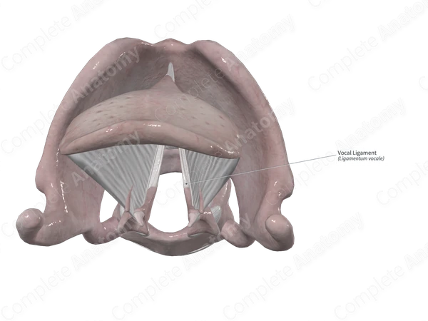 Vocal Ligament | Complete Anatomy