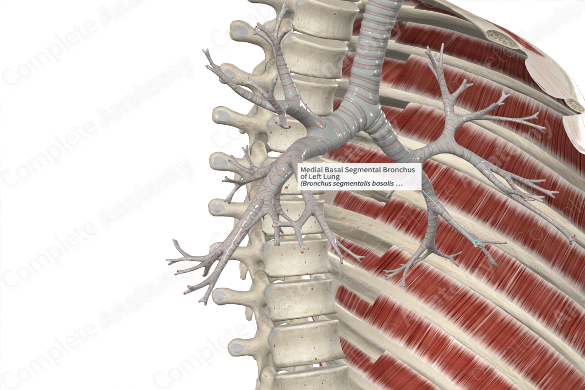 Medial Basal Segmental Bronchus Of Left Lung Complete Anatomy