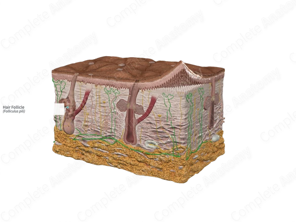 Hair Follicle | Complete Anatomy
