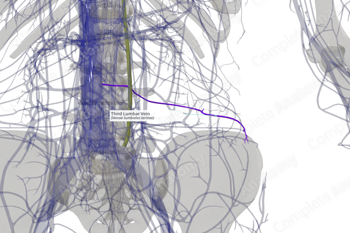 Third Lumbar Vein Right Complete Anatomy