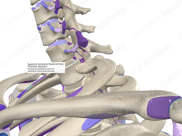 Superior Vertebral Notch of First Thoracic Vertebra (Left) | Complete ...