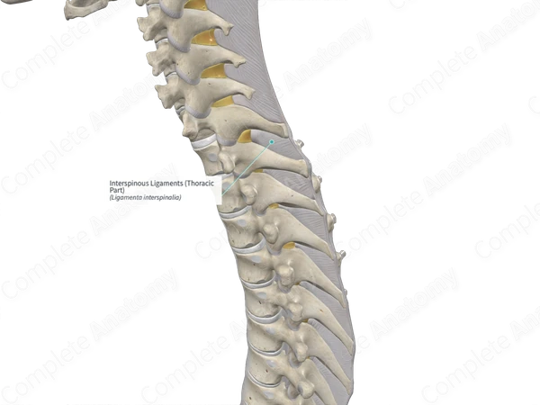 Interspinous Ligaments (Thoracic Part) | Complete Anatomy