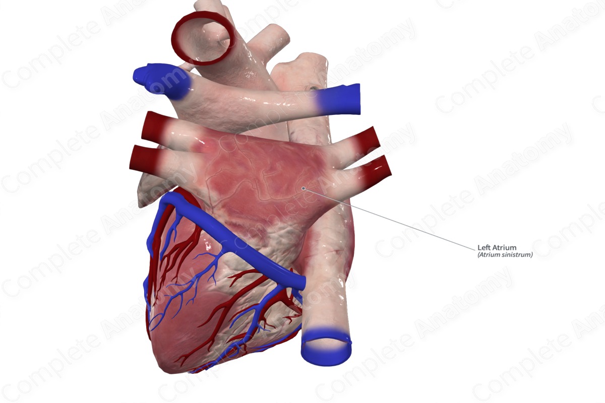 Left Atrium | Complete Anatomy