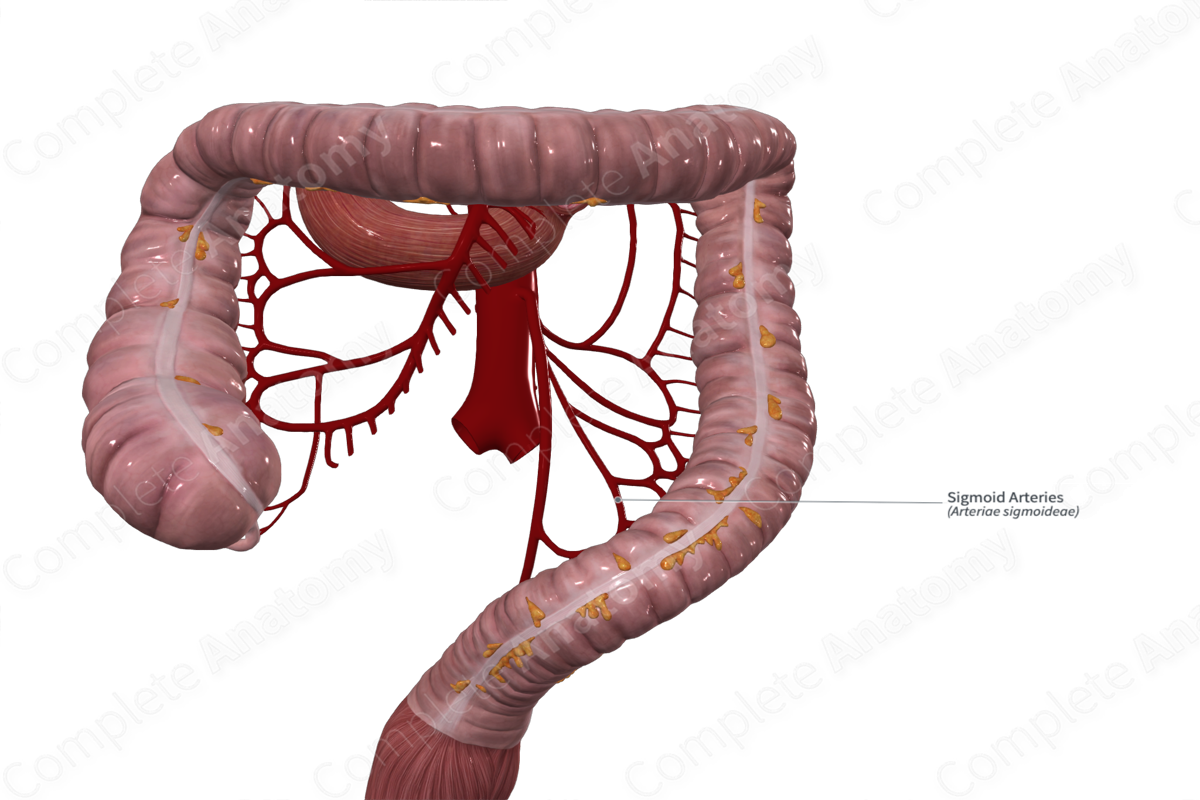 Sigmoid Arteries | Complete Anatomy