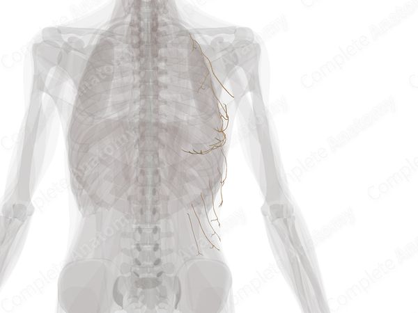 Lateral Cutaneous Branches of Intercostal Nerves (Left) | Complete Anatomy