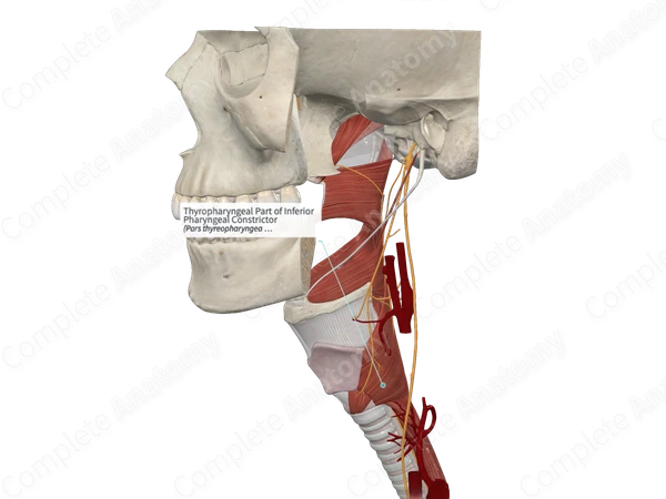 Thyropharyngeal Part of Inferior Pharyngeal Constrictor | Complete Anatomy