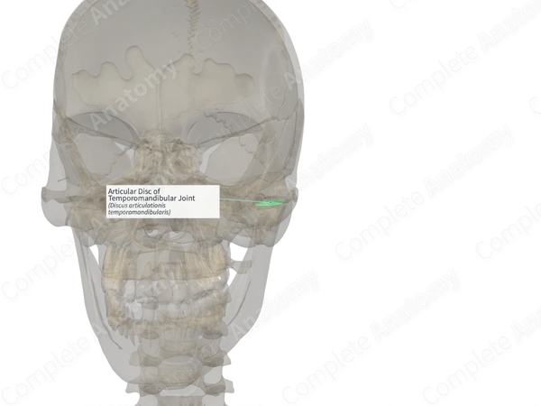 Articular Disc of Temporomandibular Joint (Right) | Complete Anatomy