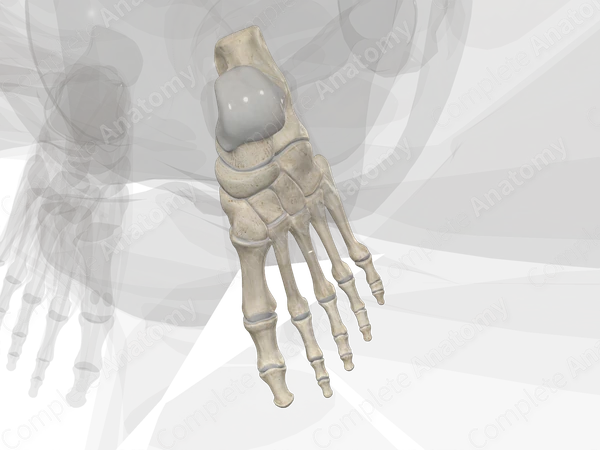 Left Foot Anatomy Bones