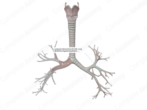 Lingular Bronchus of Left Lung | Complete Anatomy