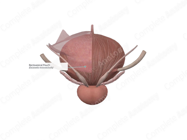 Rectovesical Pouch | Complete Anatomy