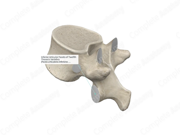 Inferior Articular Facets of Twelfth Thoracic Vertebra | Complete Anatomy