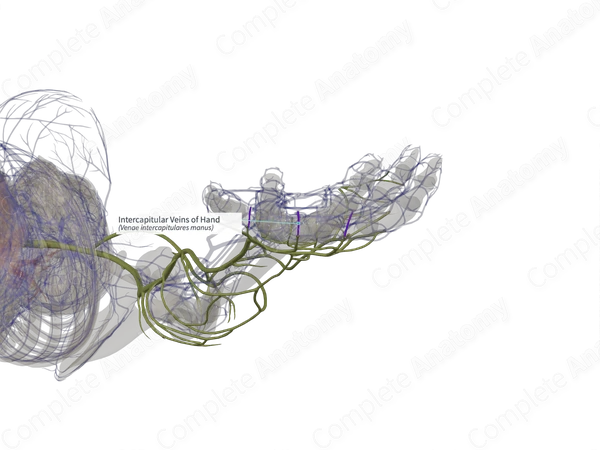 Intercapitular Veins of Hand (Right) | Complete Anatomy