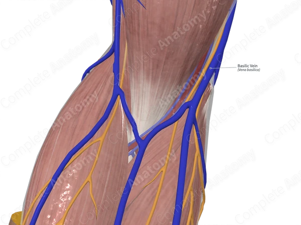 Basilic Vein | Complete Anatomy