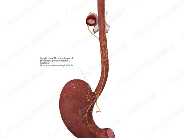Longitudinal Muscular Layer of Esophagus (Abdominal Part; Posterior ...