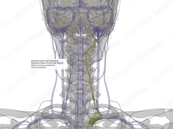 Anterior Internal Vertebral Venous Plexus (Cervical; Right) | Complete ...