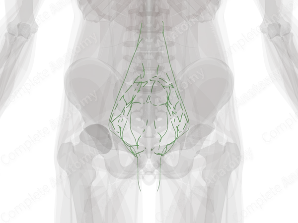 Pelvic Lymph Vessels | Complete Anatomy