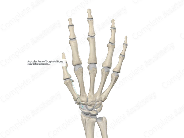 Articular Area of Scaphoid Bone | Complete Anatomy