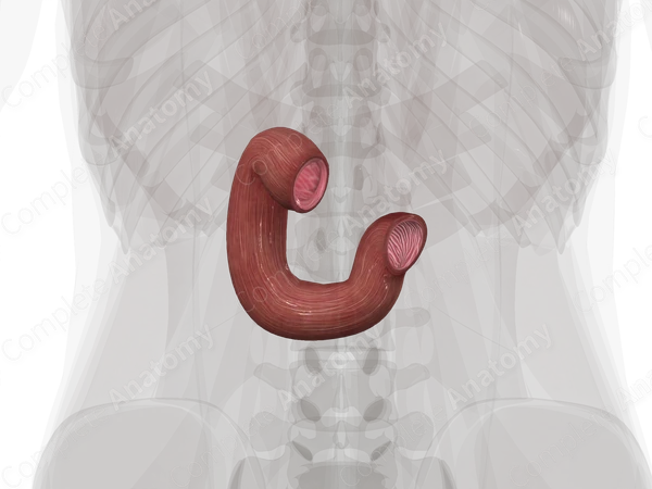 Duodenum | Complete Anatomy