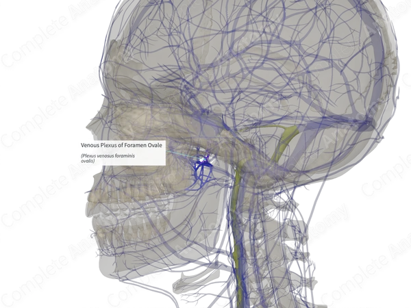 Venous Plexus of Foramen Ovale (Right) | Complete Anatomy