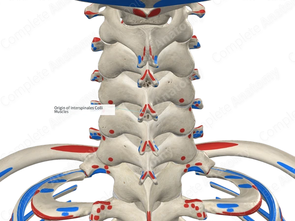 Origin of Interspinales Colli Muscles | Complete Anatomy