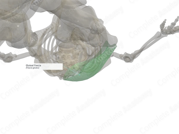 Gluteal Fascia (Right) | Complete Anatomy