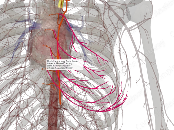 Medial Mammary Branches of Internal Thoracic Artery (Right) | Complete ...