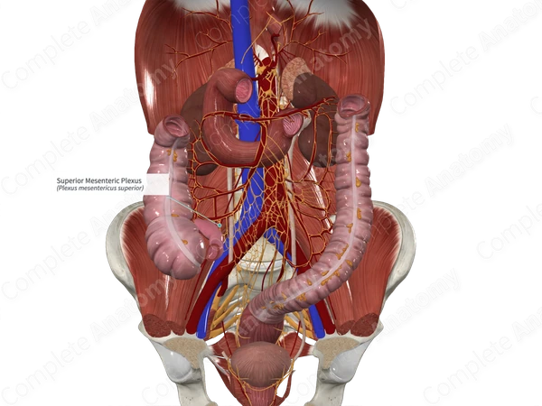 Superior Mesenteric Plexus | Complete Anatomy