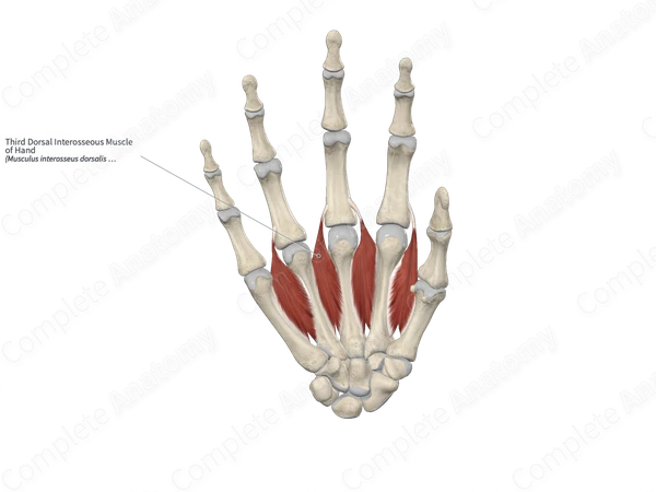 Third Dorsal Interosseous Muscle of Hand | Complete Anatomy