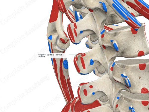Origin of Spinalis Thoracis Muscle | Complete Anatomy