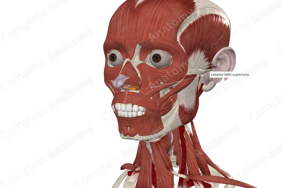 Levator Labii Superioris Complete Anatomy