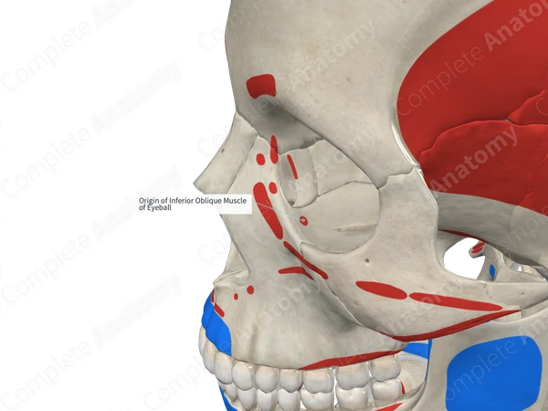 Origin of Inferior Oblique Muscle of Eyeball | Complete Anatomy