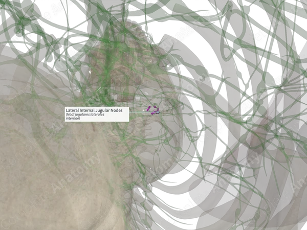 Lateral Internal Jugular Nodes (Right) | Complete Anatomy