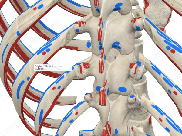 Origin of Short Rotatores Muscles | Complete Anatomy