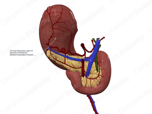 Circular Muscular Layer of Stomach (Posterior) | Complete Anatomy