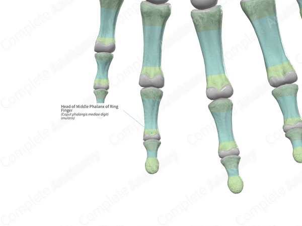 Head of Middle Phalanx of Ring Finger | Complete Anatomy